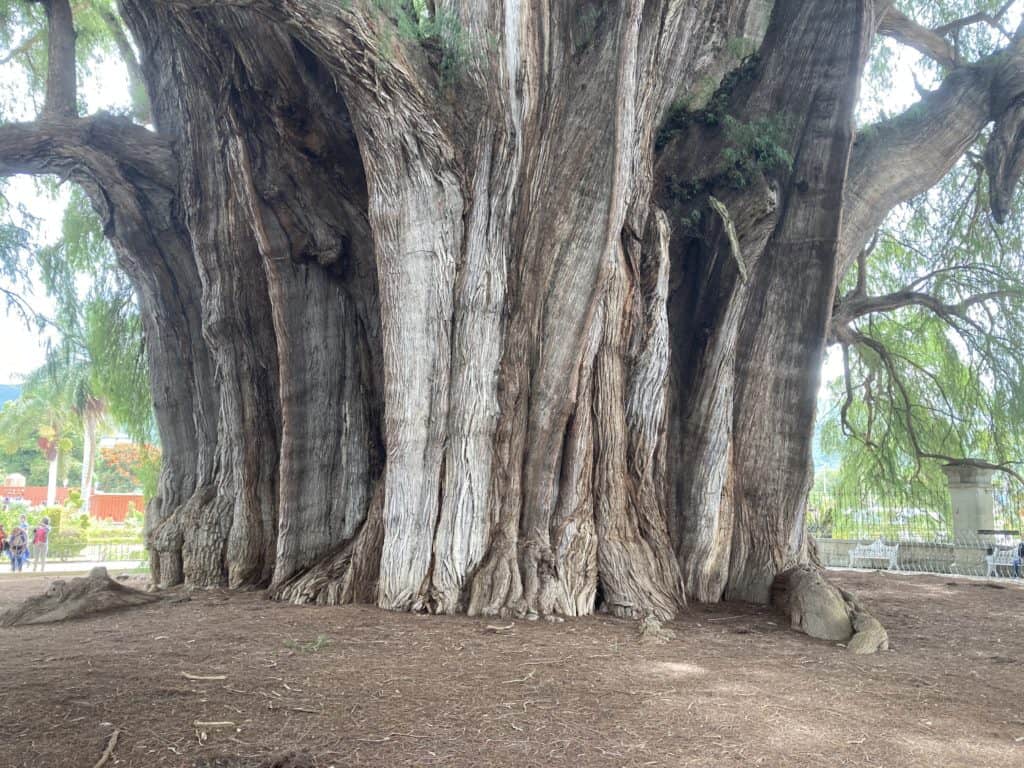 The Tule tree in Oaxaca. - International Wood Collectors Society
